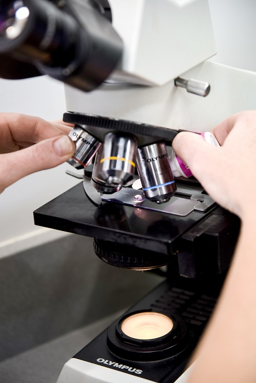 Is Tick Fever and Tick Bite Fever the same disease in dogs? - Parys Vet Is Tick Fever and Tick Bite Fever the same disease in dogs? - Parys Vet